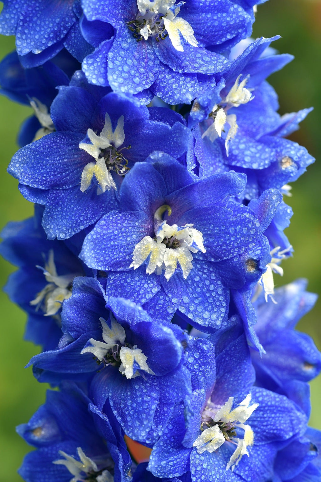 Delphinium elatum DELPHINIUM BLUE BIRD PREMIUM – Ferri Seeds