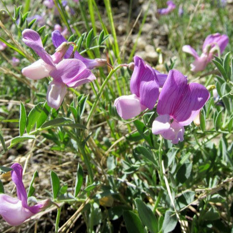 Lathyrus maritimus NATIVE BEACH PEA, SEA PEA – Ferri Seeds