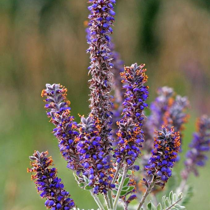 Amorpha canescens LEAD PLANT – Ferri Seeds
