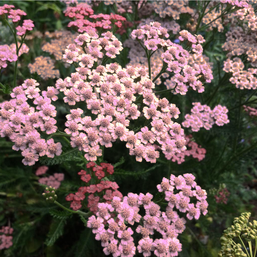 Achillea camtschatica SIBERIAN YARROW 'LOVE PARADE' – Ferri Seeds