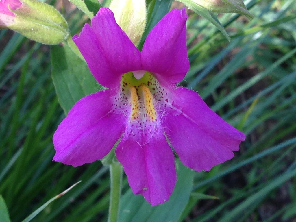 Mimulus lewisii LEWIS'S MONKEY FLOWER – Ferri Seeds