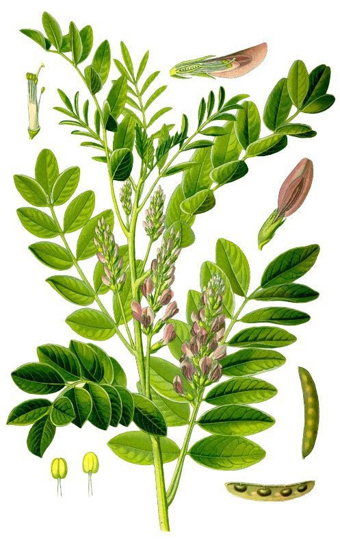 Glycyrrhiza glabra SPANISH LIQUORICE – Ferri Seeds