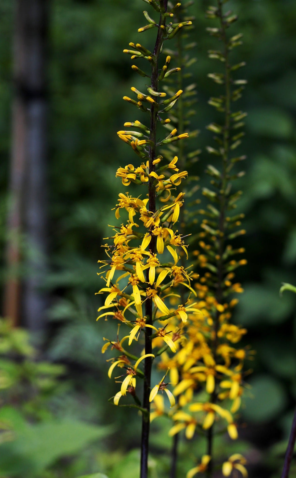 Ligularia przewalskii BIG LEAF LIGULARIA, SERRATED-LEAF RAGWORT – Ferri ...