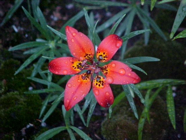 Lilium philadelphicum PRAIRIE WOOD LILY – Ferri Seeds