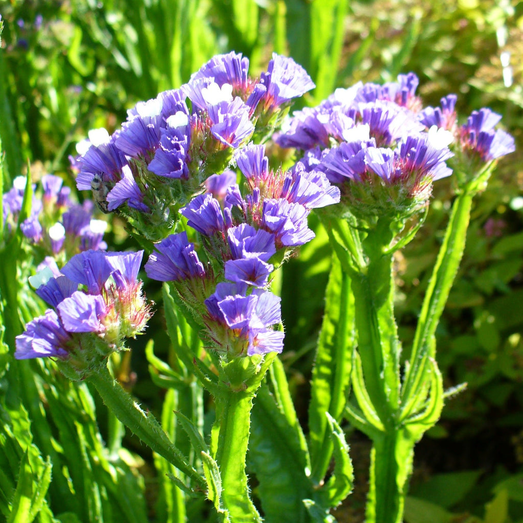 Limonium sinuatum STATICE PASTEL BABY BLUE – Ferri Seeds