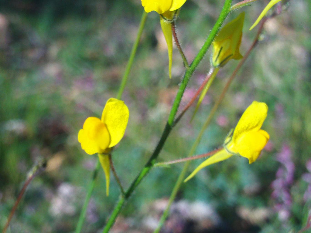 Linaria dalmatica BALKAN TOADFLAX – Ferri Seeds
