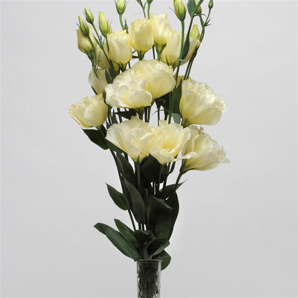 Eustoma grandiflorum LISIANTHUS RUFFLED YELLOW – Ferri Seeds