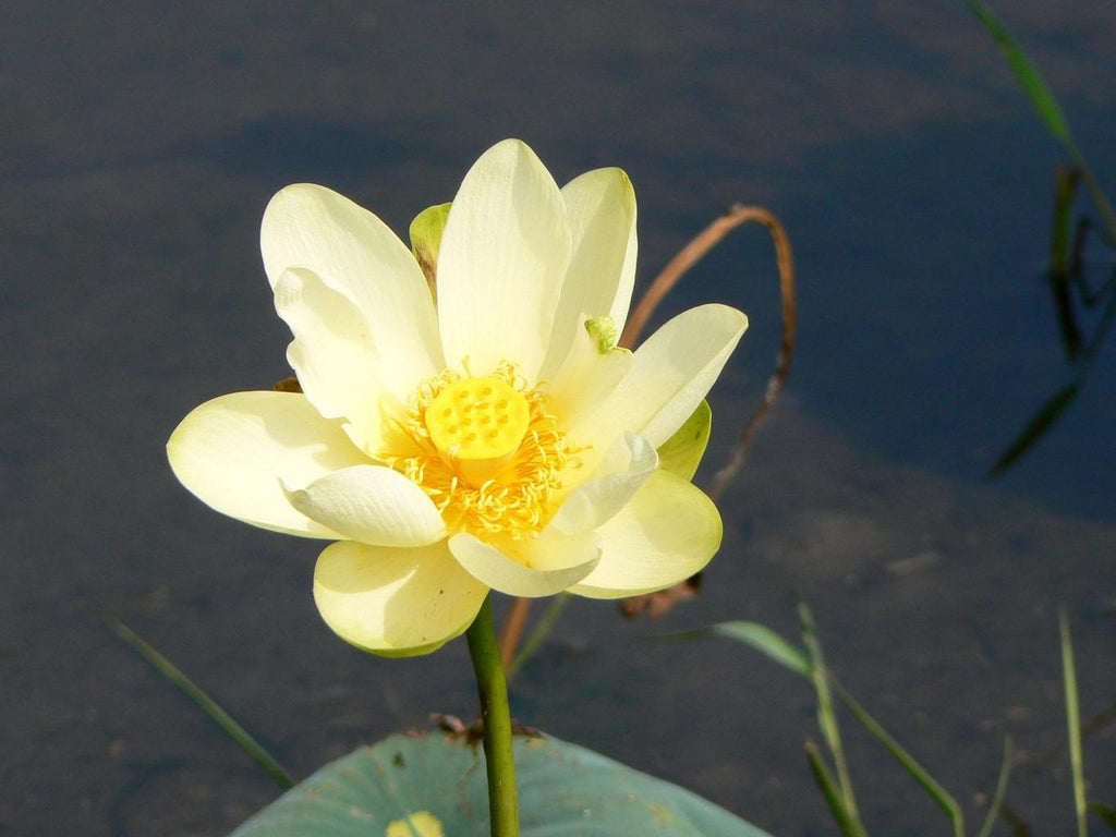 Nelumbo lutea AMERICAN WATER LOTUS – Ferri Seeds