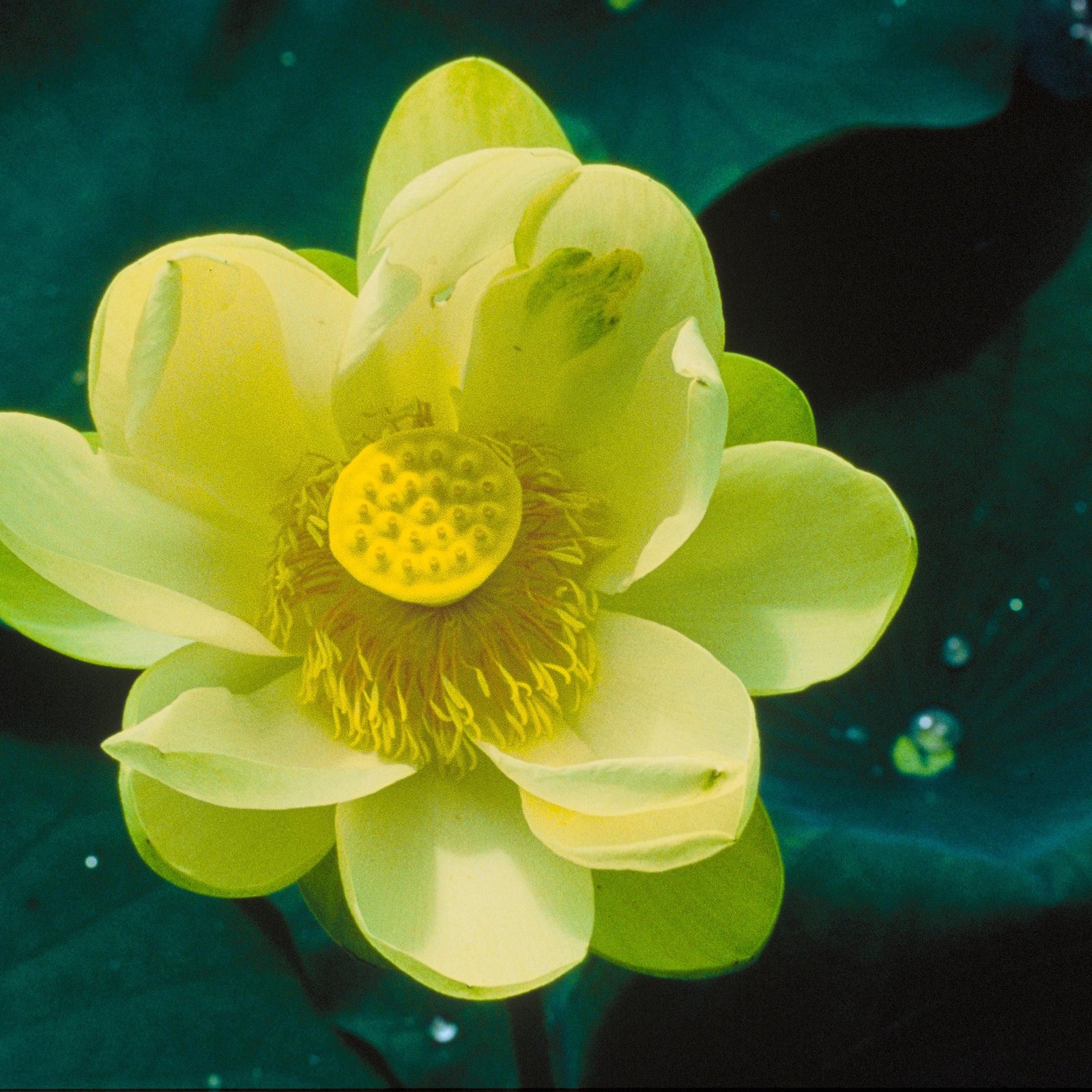 Nelumbo lutea AMERICAN WATER LOTUS – Ferri Seeds