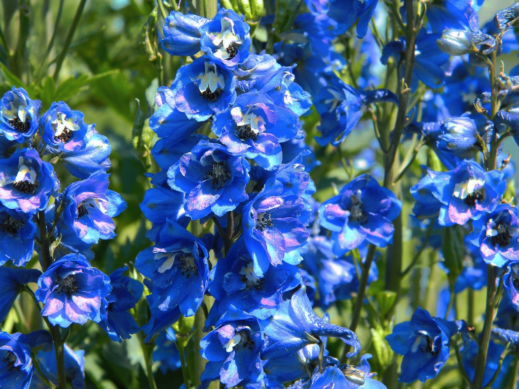 Delphinium DELPHINIUM BLUE JAY – Ferri Seeds