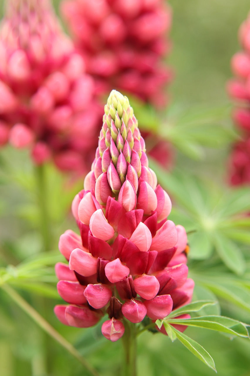Lupinus perennis nanus MINI RED LUPIN Gallery – Ferri Seeds