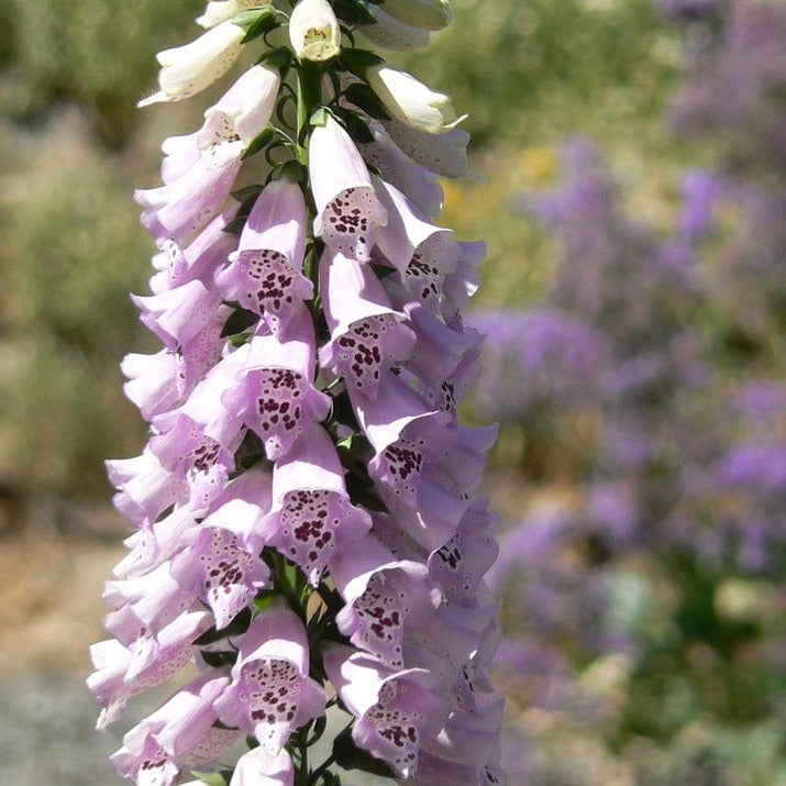 Digitalis purpurea CAMELOT LAVENDER FOXGLOVE – Ferri Seeds