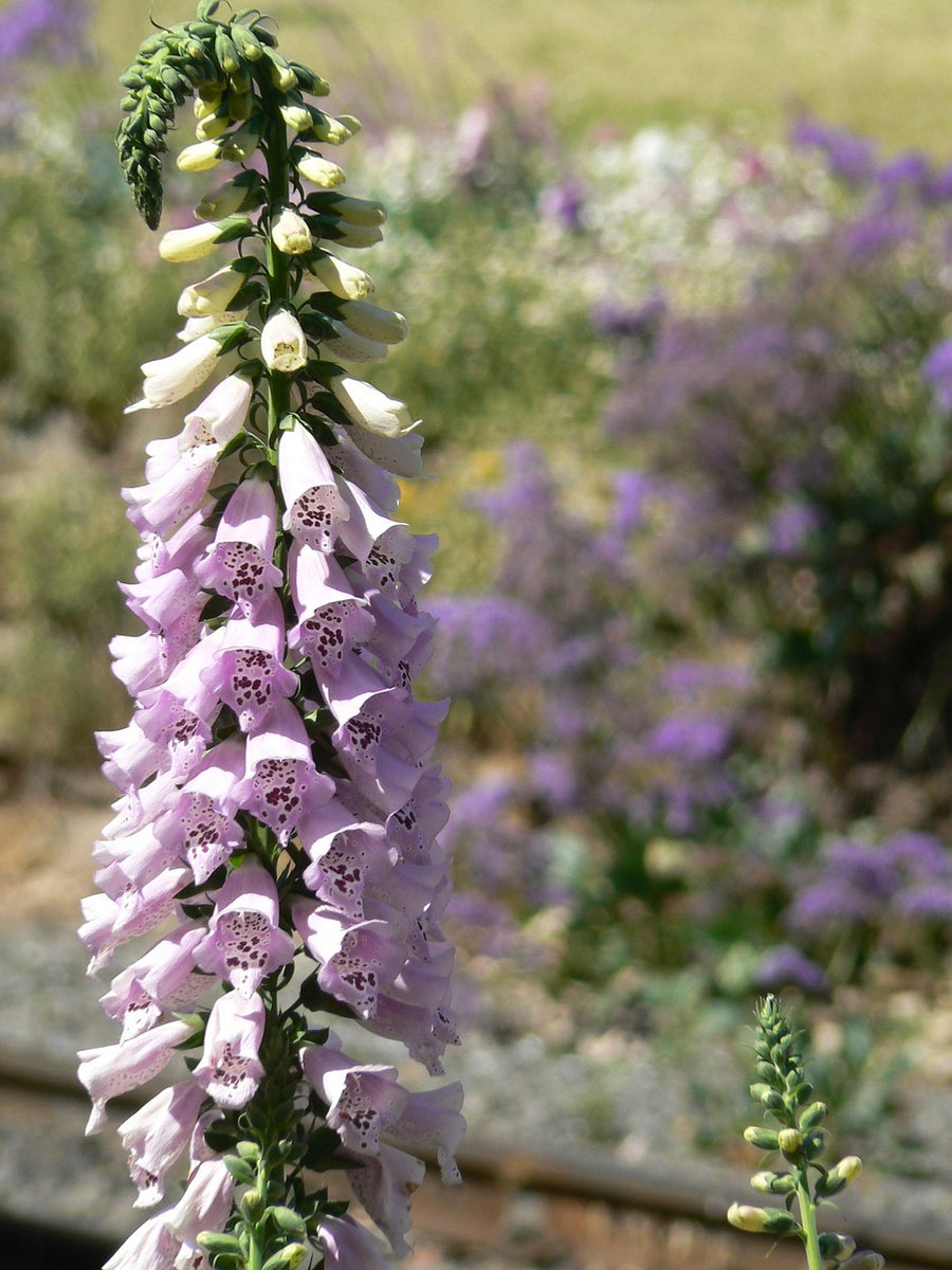Digitalis purpurea CAMELOT LAVENDER FOXGLOVE – Ferri Seeds