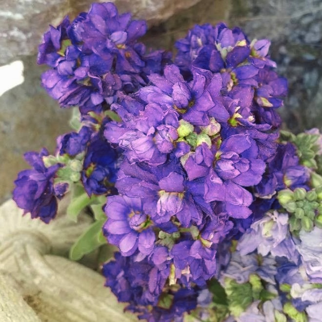 STOCKS 'KATZ LAVENDER BLUE' Matthiola incana – Ferri Seeds