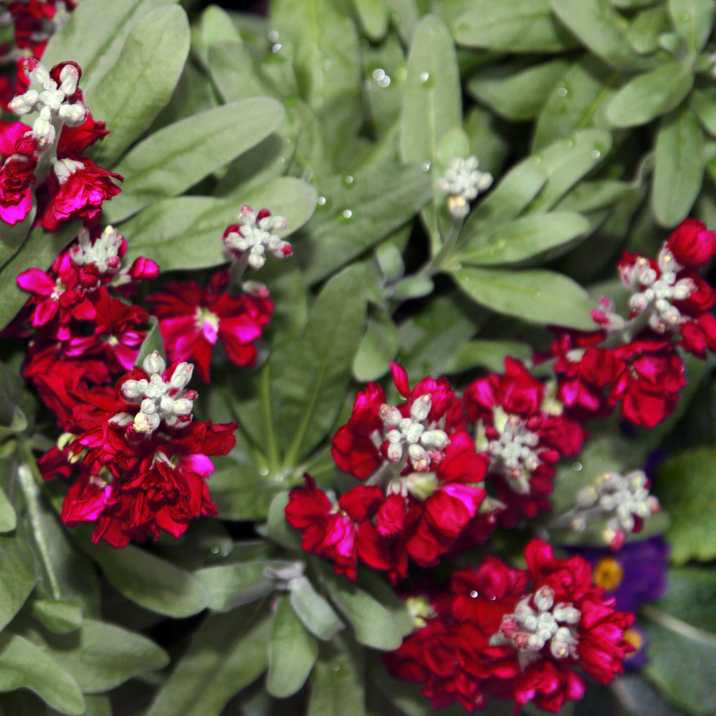 Matthiola incana STOCKS 'KATZ RUBY' – Ferri Seeds