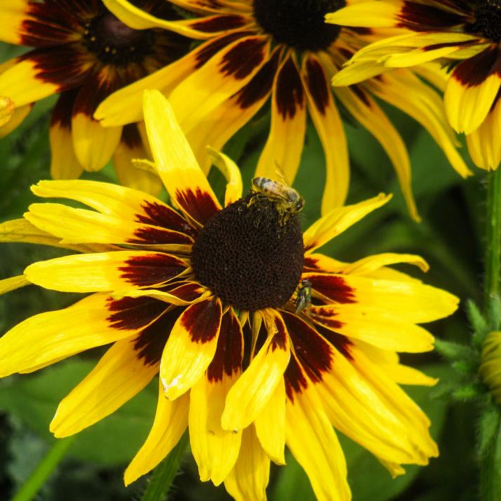 Rudbeckia hirta RUDBECKIA 'DENVER DAISY' CONEFLOWER, BLACK EYED SUSAN ...