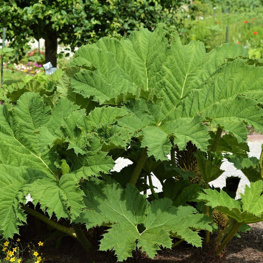 Gunnera manicata GUNNERA, DINOSAUR FOOD – Ferri Seeds