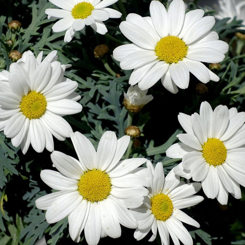 Chrysanthemum SHASTA DAISY – Ferri Seeds