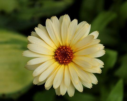 Calendula officinalis SNOW PRINCESS CALENDULA – Ferri Seeds
