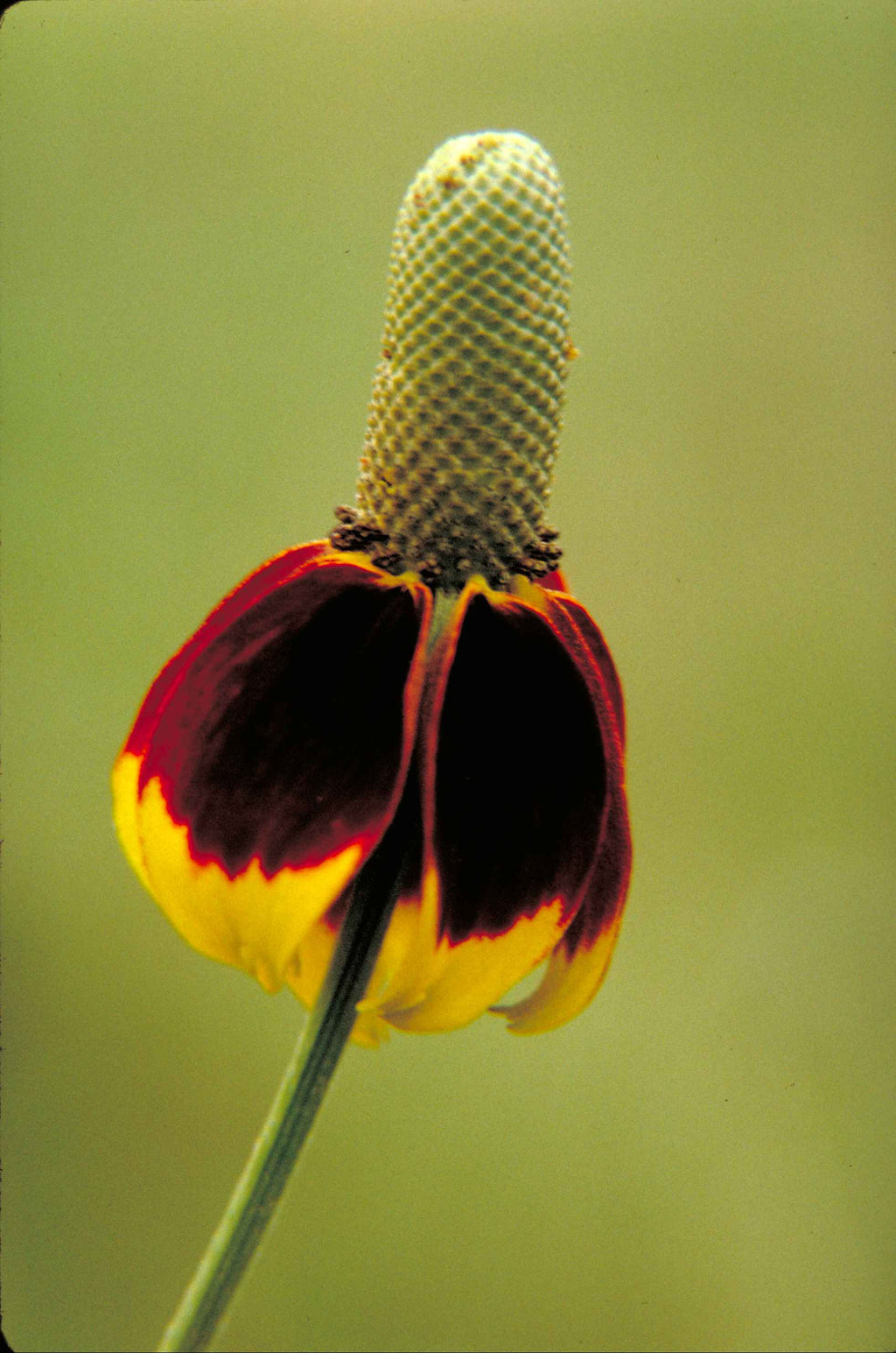 Ratibida columnifera pulcherrima PRAIRIE CONEFLOWER – Ferri Seeds