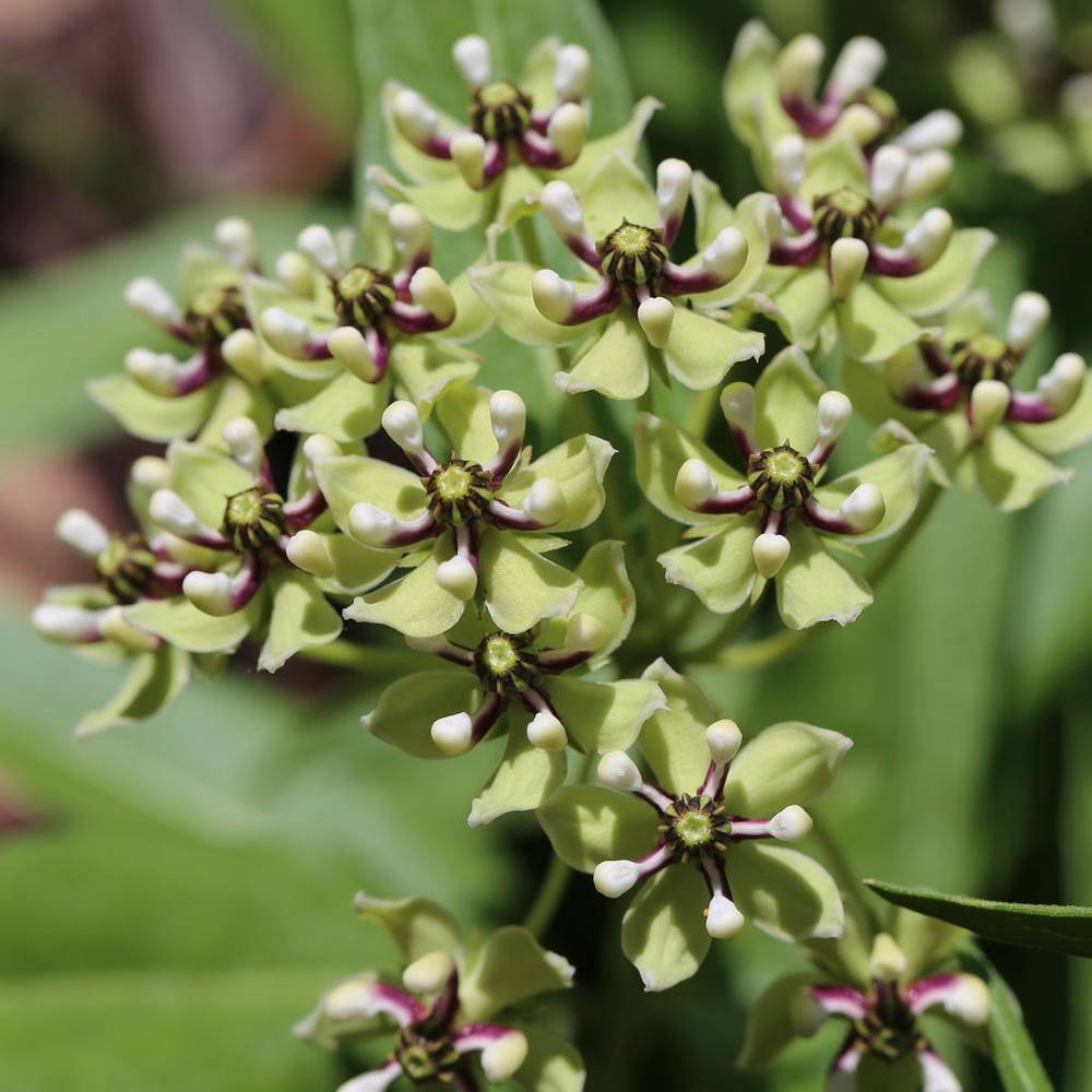 Native Plant Seeds – Page 5 – Ferri Seeds