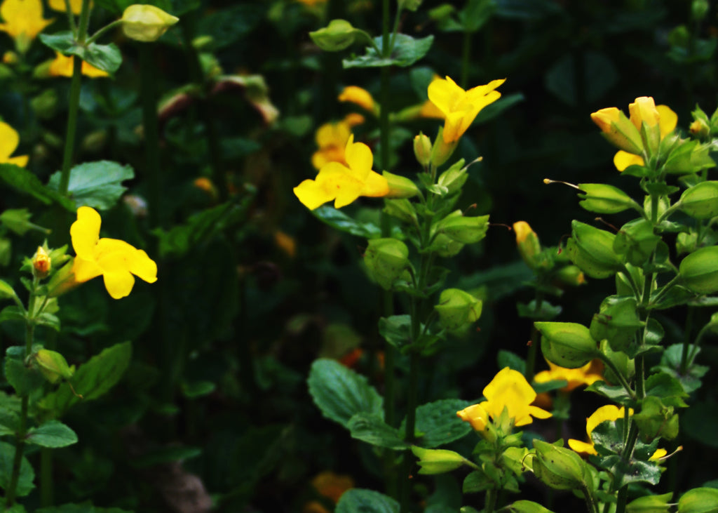 Mimulus luteus YELLOW MONKEY FLOWER – Ferri Seeds