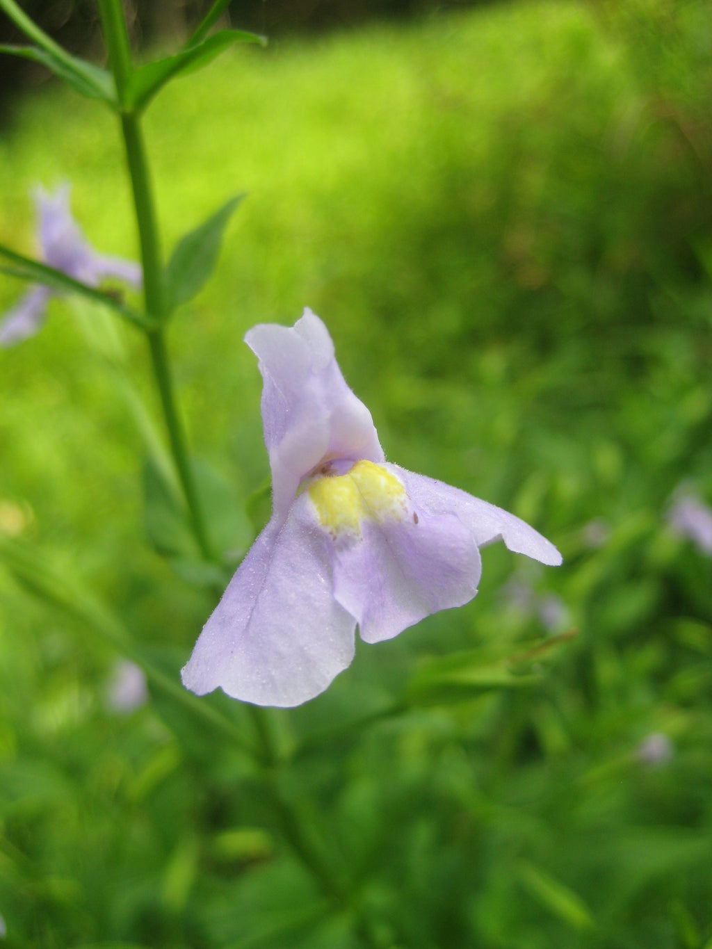 Mimulus ringens ALLEGHENY MONKEY FLOWER – Ferri Seeds