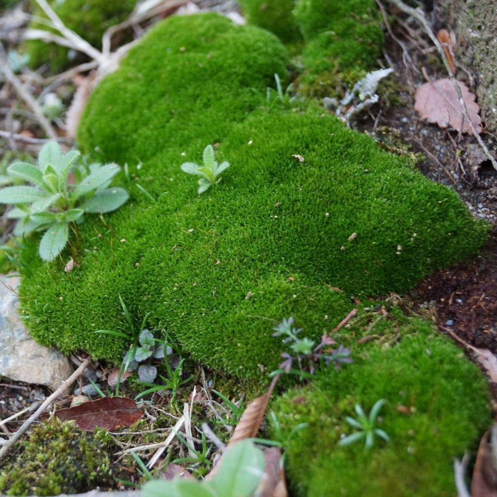 Scleranthus uniflorus NEW ZEALAND MOSS – Ferri Seeds