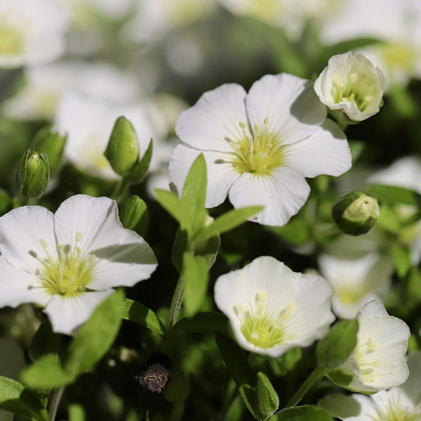 Arenaria montana MOUNTAIN SANDWORT – Ferri Seeds