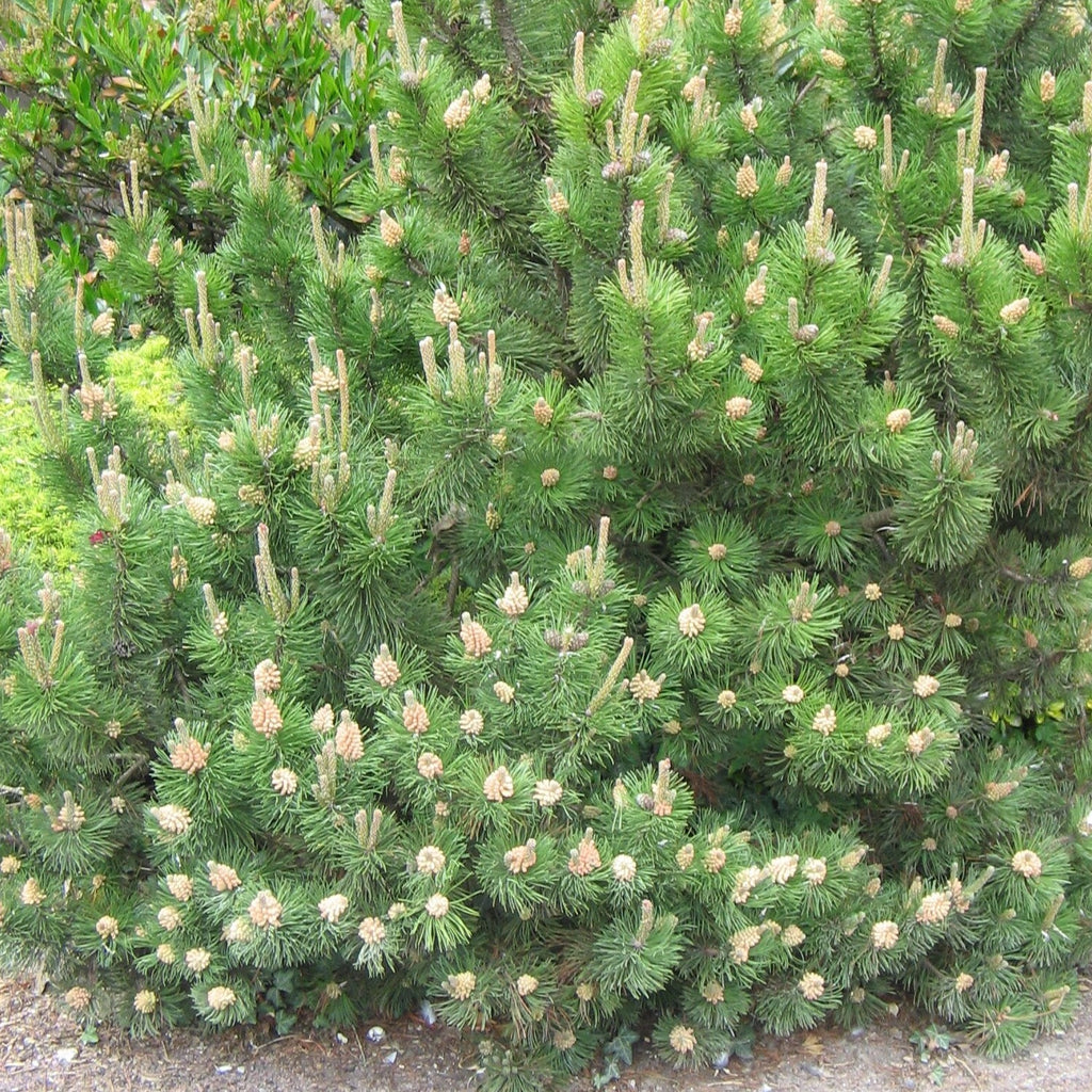 Pinus maghus MUGO PINE – Ferri Seeds