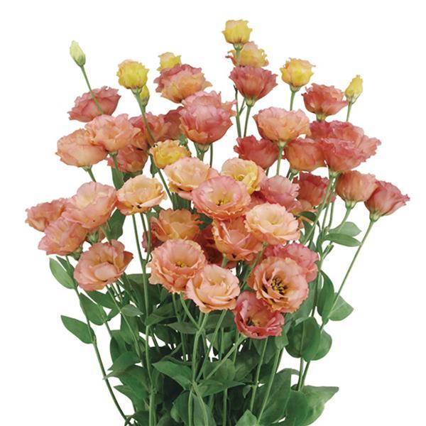 Eustoma grandiflorum LISIANTHUS SUMMER ORANGE 1 – Ferri Seeds