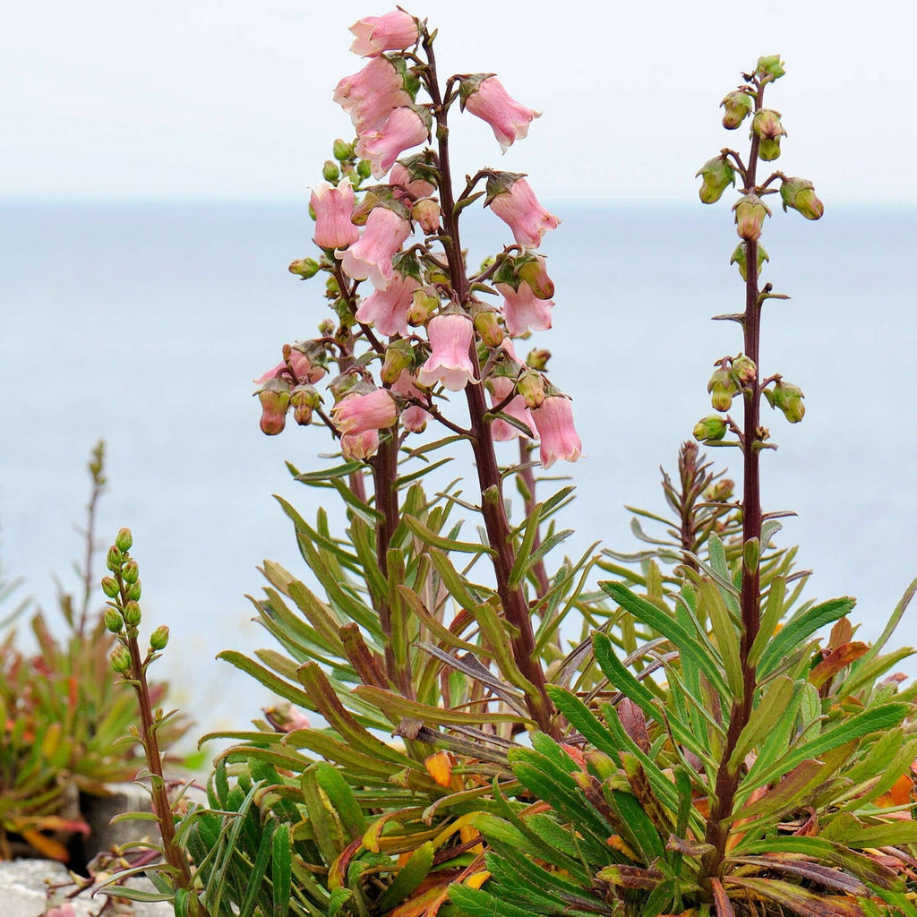 AZORES BELLFLOWER Azorina vidalii – Ferri Seeds