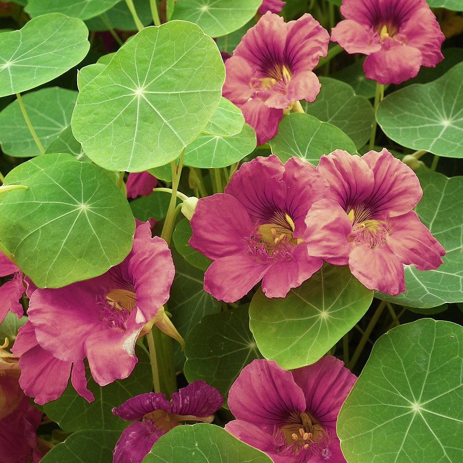 PURPLE EMPEROR NASTURTIUM Tropaeolum majus – Ferri Seeds