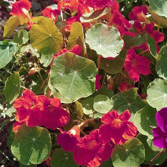 Tropaeolum minus NASTURTIUM BABY ROSE PINK – Ferri Seeds