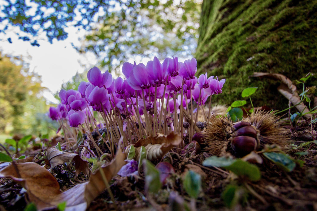 Cyclamen HARDY CYCLAMEN MIX SPECIES – Ferri Seeds