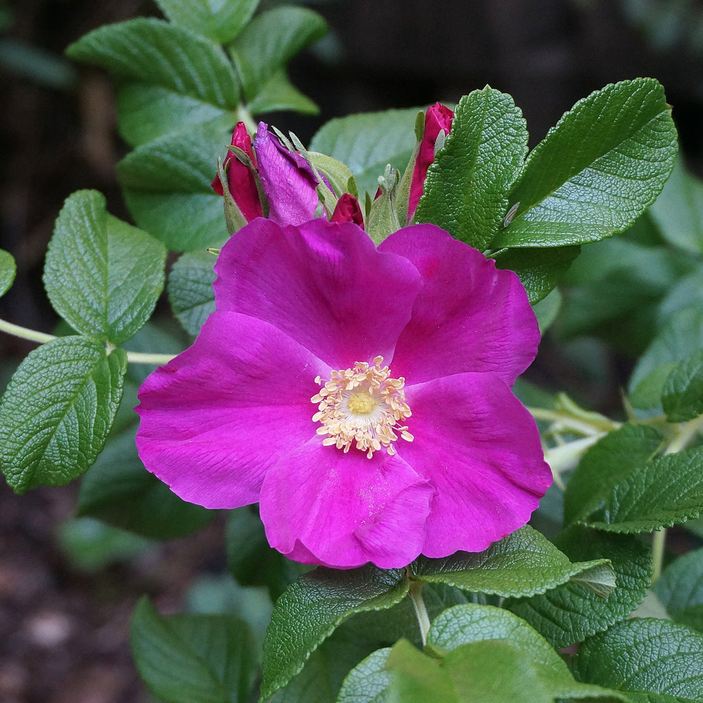 Rosa rugosa 'rubra' RED RUGOSA ROSE, BEACH ROSE – Ferri Seeds