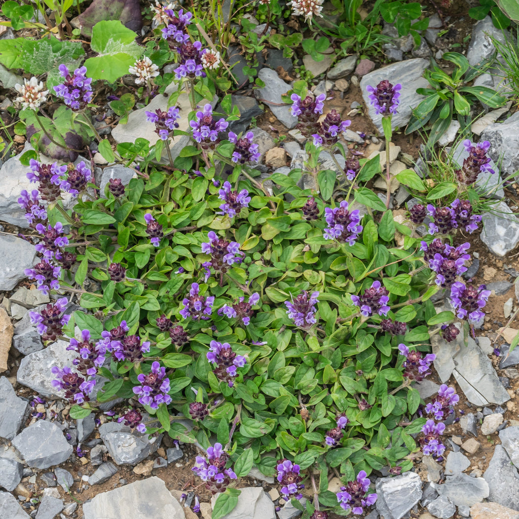 Prunella grandiflora SELF HEAL PAGODA MIX – Ferri Seeds