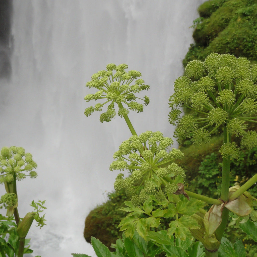 Angelica pachycarpa GLOSSY LEAVED ANGELICA – Ferri Seeds