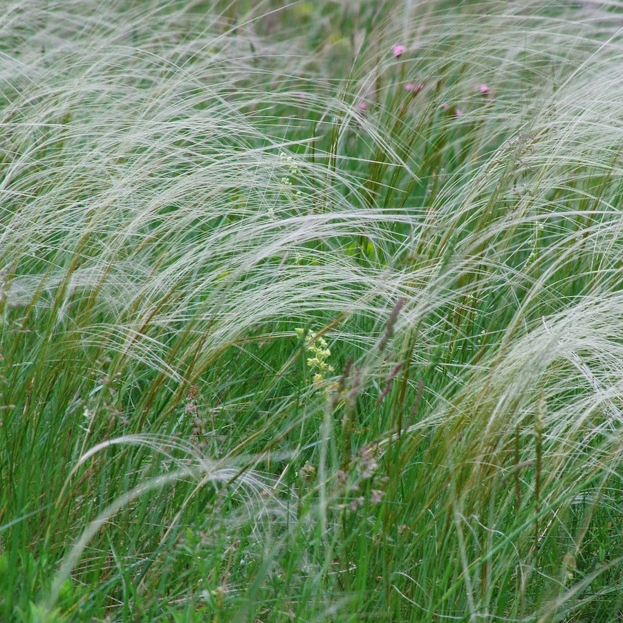 Stipa tenuifolia tenuissima GRASS ANGEL HAIR, PONY TAILS, FEATHER GRASS ...