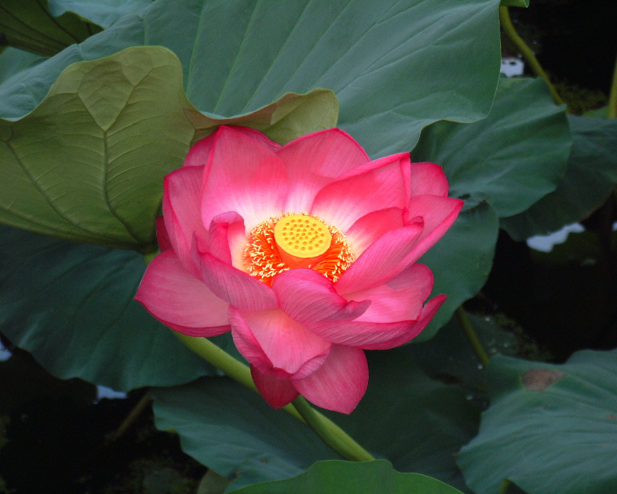 Nelumbo nucifera RED WATER LOTUS – Ferri Seeds