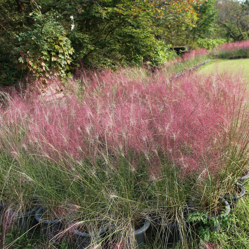 Eragrostis spectabilis PURPLE LOVEGRASS, LOVE GRASS – Ferri Seeds