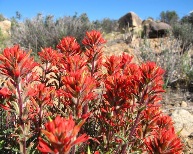Castilleja integra WHOLELEAF INDIAN PAINTBRUSH – Ferri Seeds