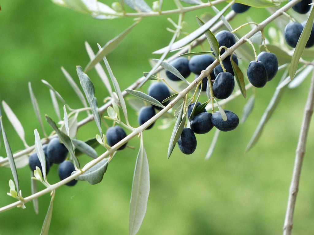 Olea europaea EDIBLE OLIVE, COMMON OLIVE – Ferri Seeds