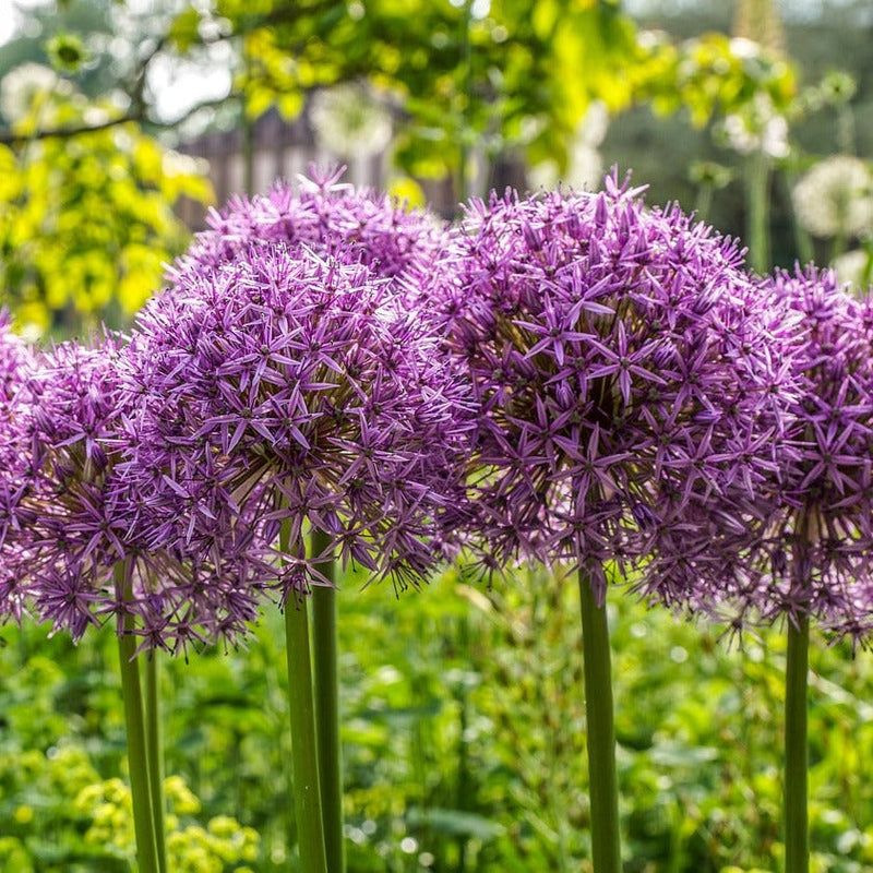 Allium christophii GIANT BALL ONION – Ferri Seeds