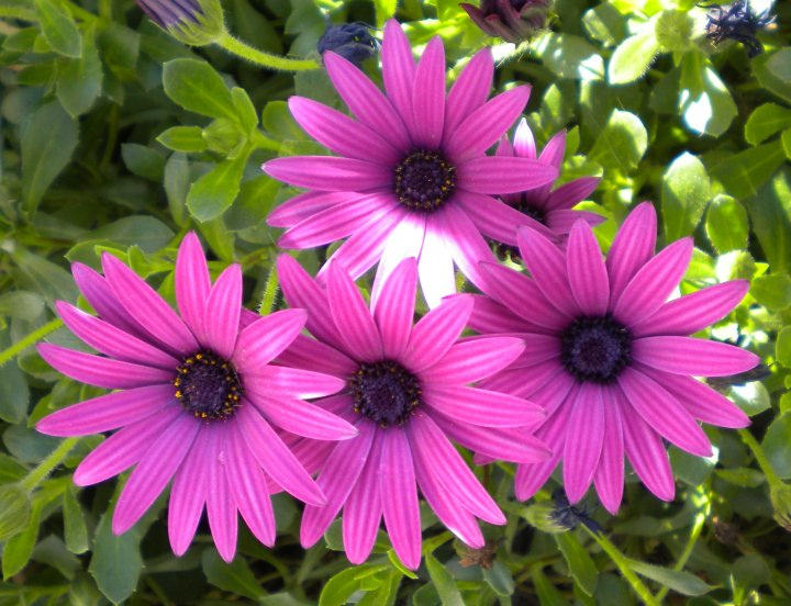 Osteospermum ecklonis AFRICAN DAISY PURPLE – Ferri Seeds