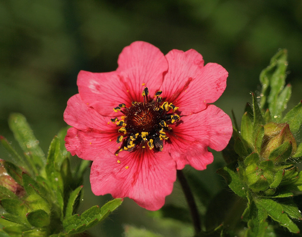 Potentilla astrosanguinea HIMALAYAN RUBY RED CINQUEFOIL – Ferri Seeds