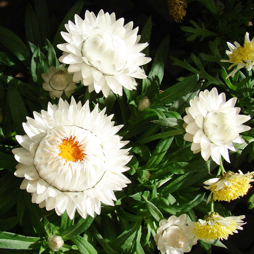 Helichrysum bracteatum STRAWFLOWER WHITE – Ferri Seeds