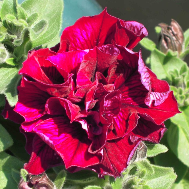 Petunia PETUNIA DOUBLE CASCADE RED 'VALENTINE' – Ferri Seeds