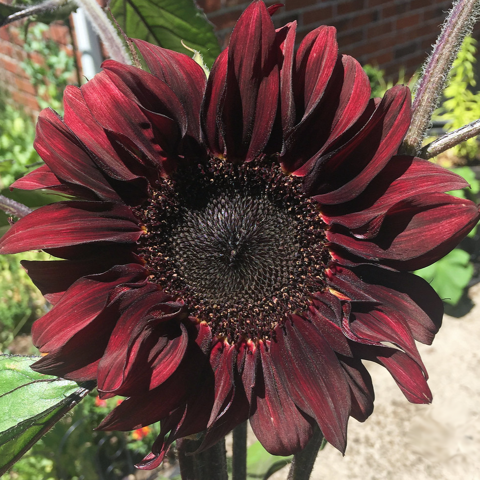 SUNFLOWER 'RED WAVE' Helianthus annuus – Ferri Seeds