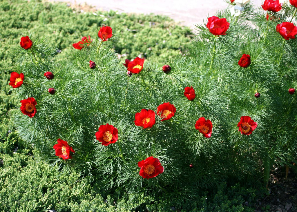 Paeonia tenuifolia FERN-LEAF PEONY – Ferri Seeds
